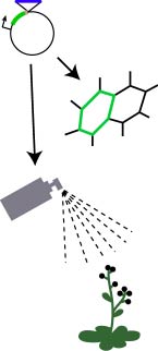 Carnegie Cell Imaging